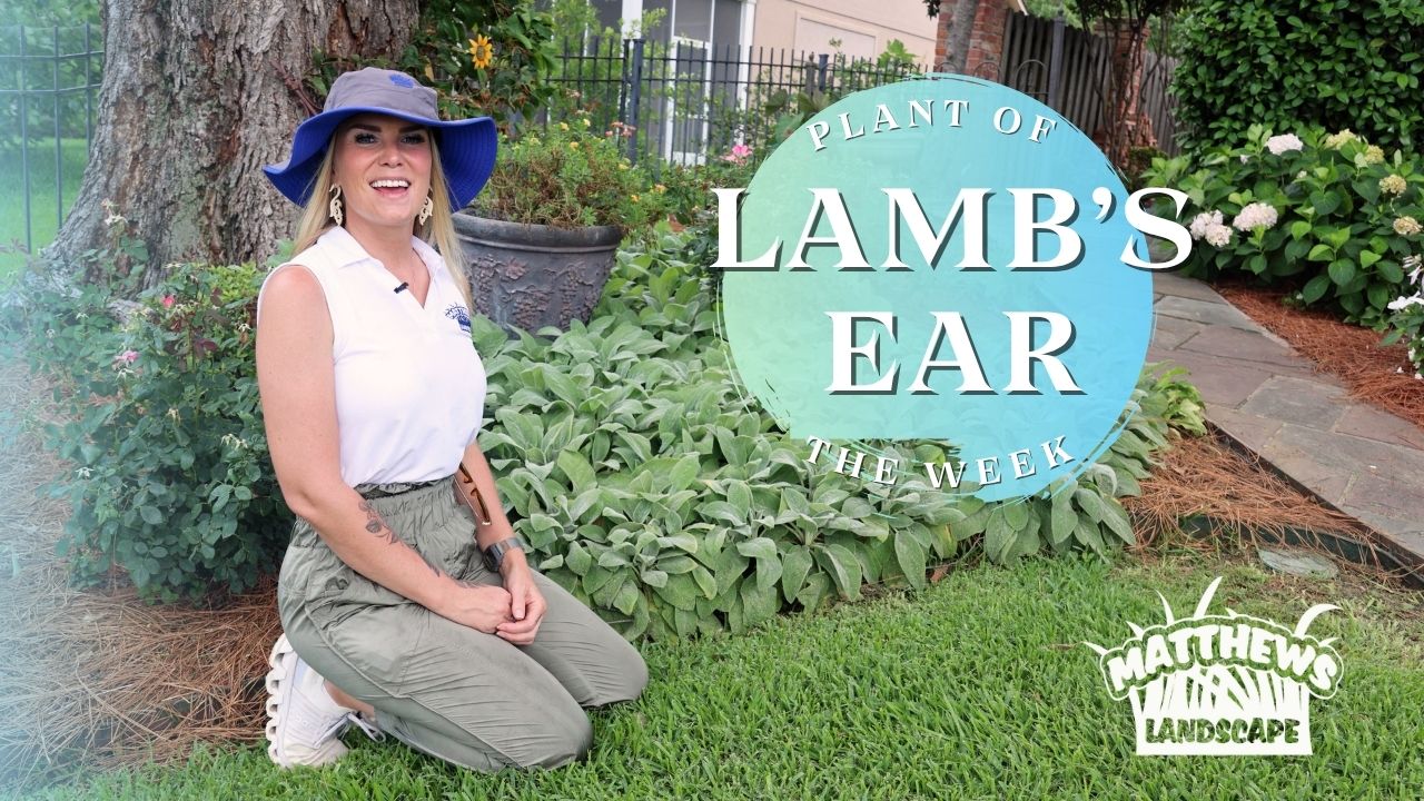 Lamb's-Ear: A Great Ground Cover - Matthews Landscape and Pest
