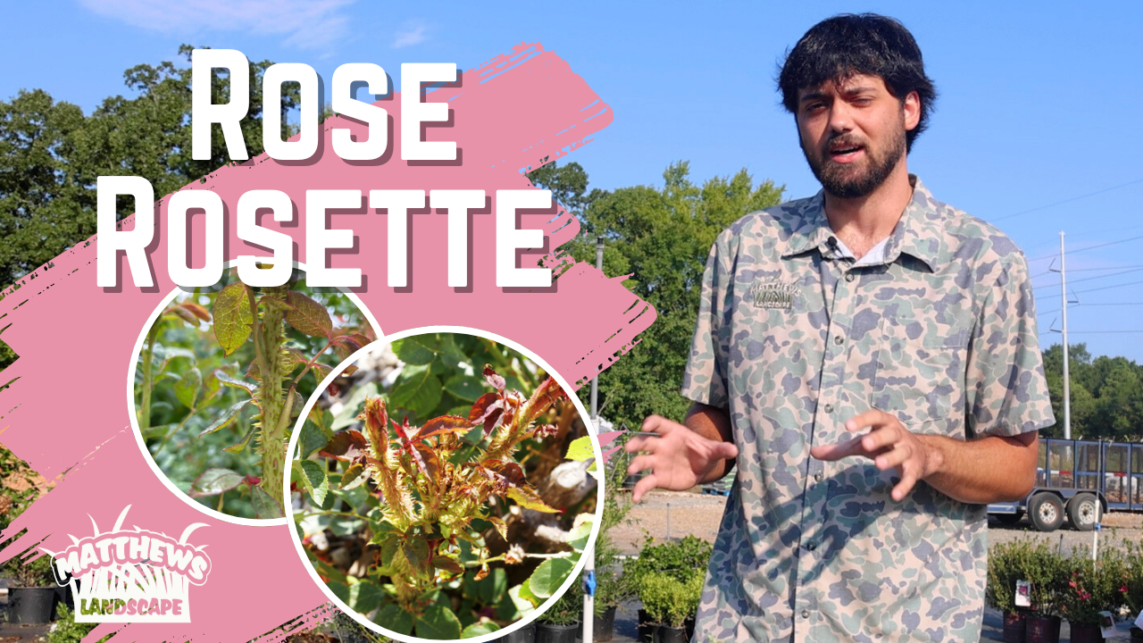 What is Rose Rosette Disease? - Matthews Landscape and Pest
