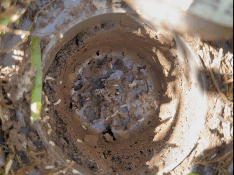 Active Termites - Matthews Landscape and Pest