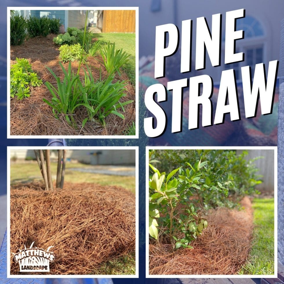 Benefits of Pine Straw - Matthews Landscape and Pest