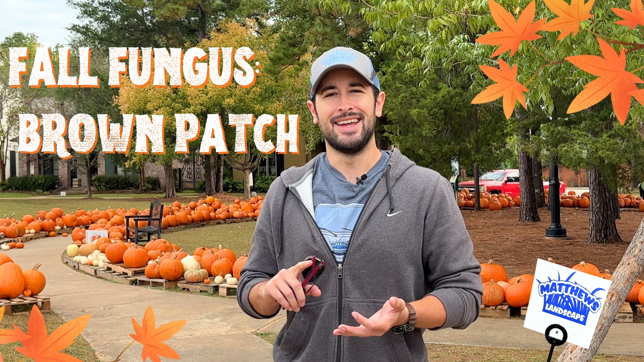 Fall Fungus: Brown Patch - Matthews Landscape and Pest