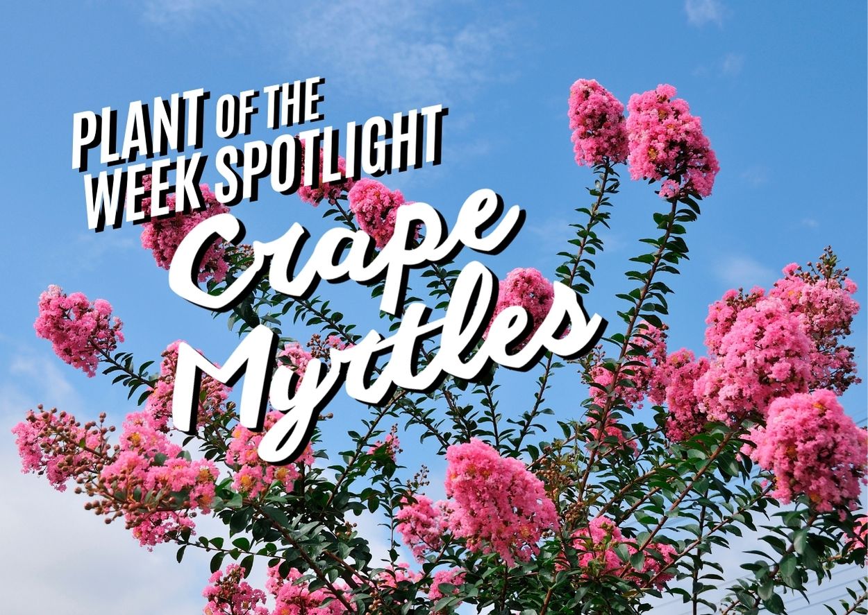 Plant of the Week: Crape Myrtle - Matthews Landscape and Pest