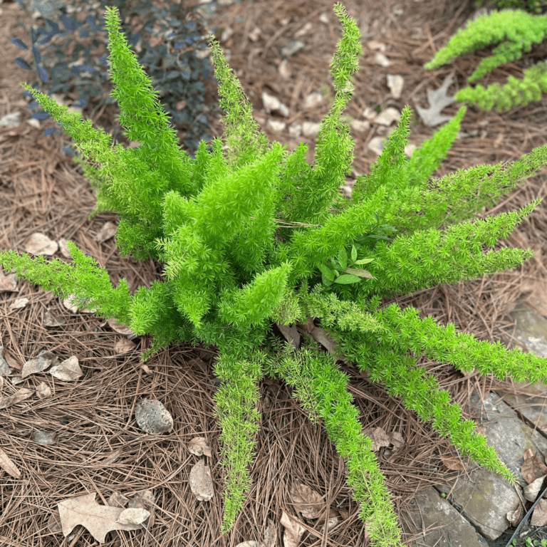 FOXTAIL FERN - Matthews Landscape and Pest
